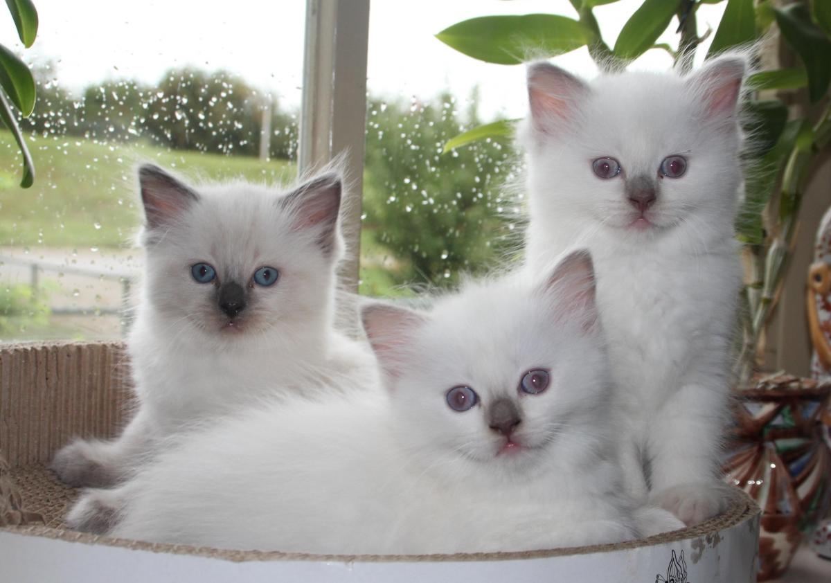 De Ragdoll - Aristocat Ragdolls